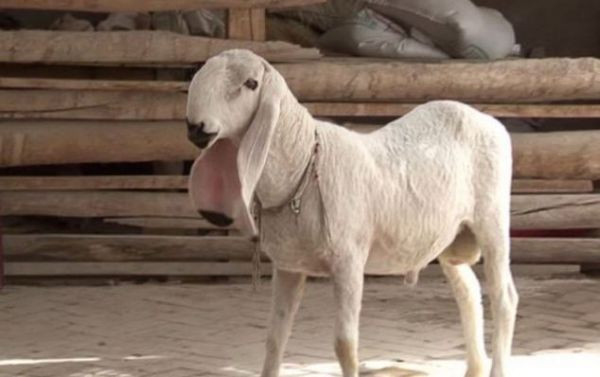 Απέρριψε προσφορά 1 εκ. ευρώ για το… πρόβατο του! - Newsbeast