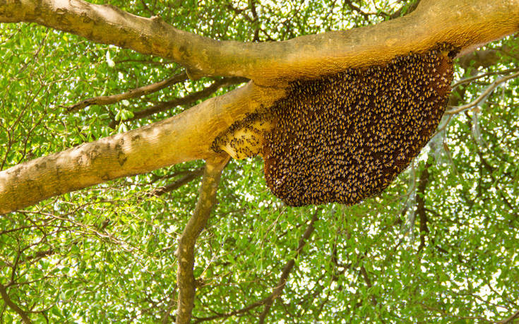 Ohio: A 20-year-old man is fighting for his life after being stung more ...