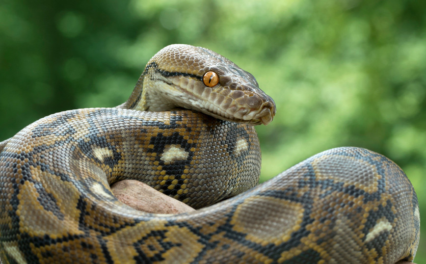 Australia: 3m python bites 5-year-old, wraps around him and throws him ...