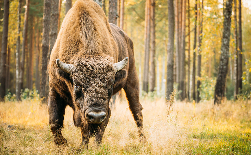 Shock in a national park in the USA: A bison devoured a woman after ...