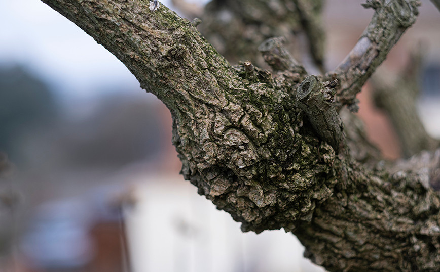 Συναγερμός στον Άλιμο για σκαθάρι από την Ασία που «θερίζει» τις ...