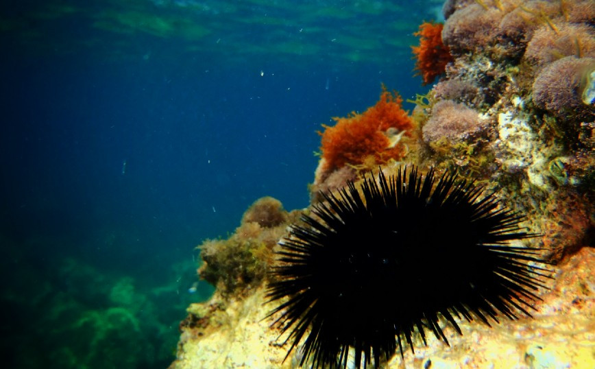 Εύβοια: Τον έπιασαν στα πράσα για παράνομο ψάρεμα – Είχε βγάλει 680 ...