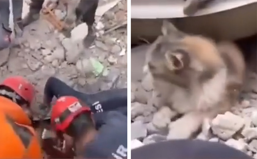 Earthquake in Turkey: Video of rescuers freeing a cat from the rubble ...