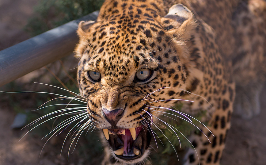 Μια τίγρη της ξέσκισε το πρόσωπο όταν ήταν 18 μηνών μωρό – «Η εμφάνισή ...