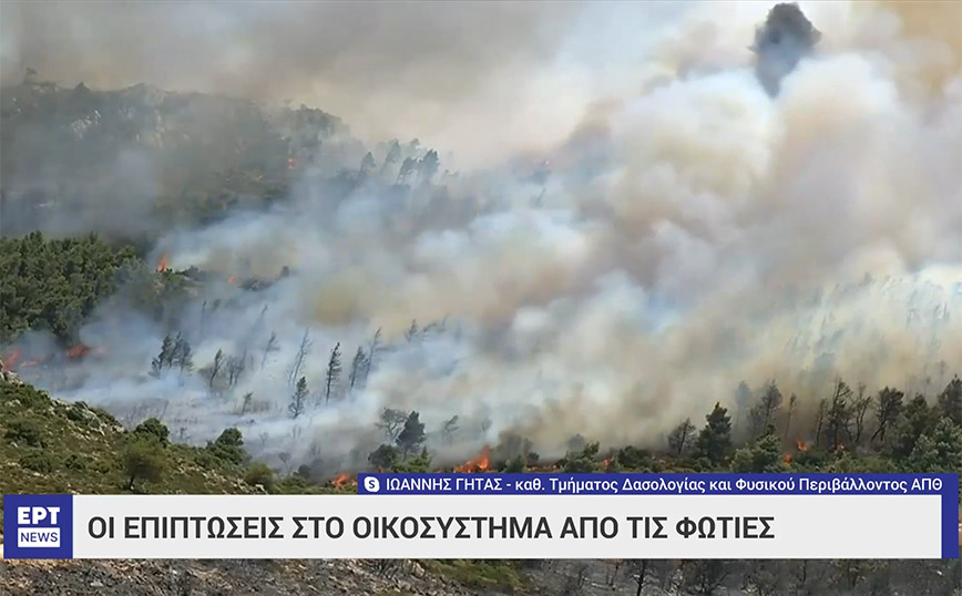 Καθηγητής Δασολογίας Ιωάννης Γήτας: Περίπου 30 χρόνια χρειάζονται για ...
