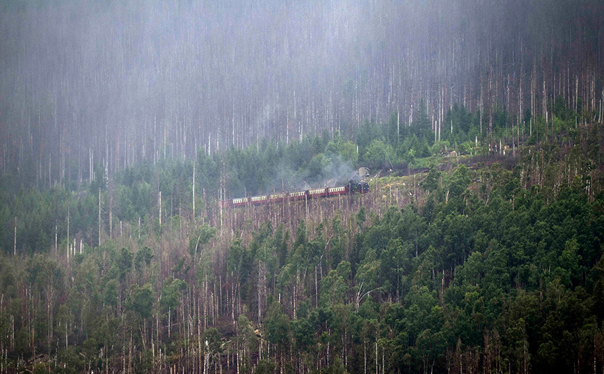 Mysterious 'werewolf' spotted in German forest - 'Looked like a Stone ...