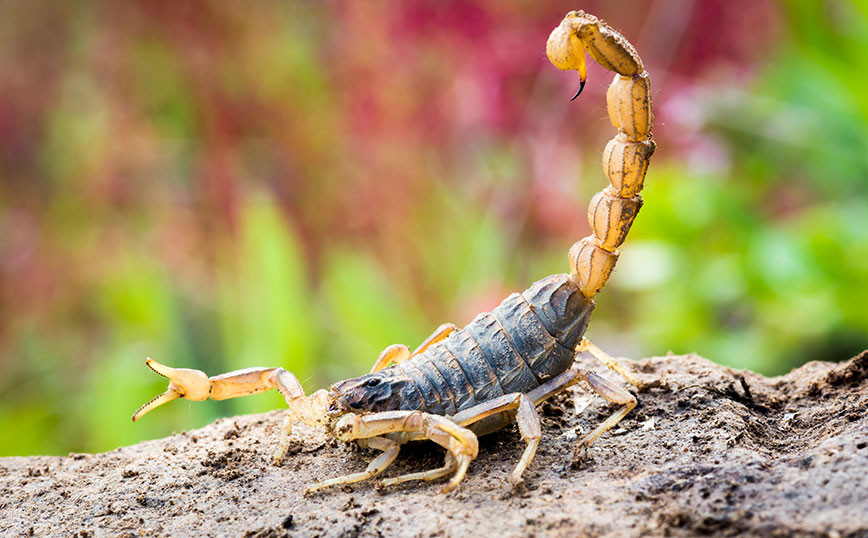 Πέθανε 3χρονη μετά από τσίμπημα σκορπιού – Άρχισε να κάνει εμετούς και ...