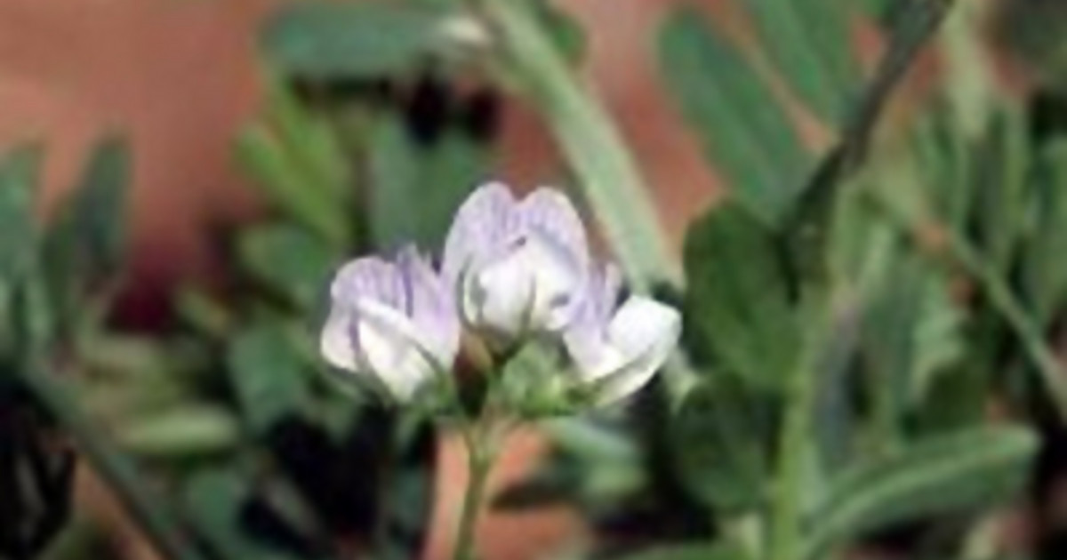 Αναθερμαίνεται το ενδιαφέρον για το ρόβι - Newsbeast