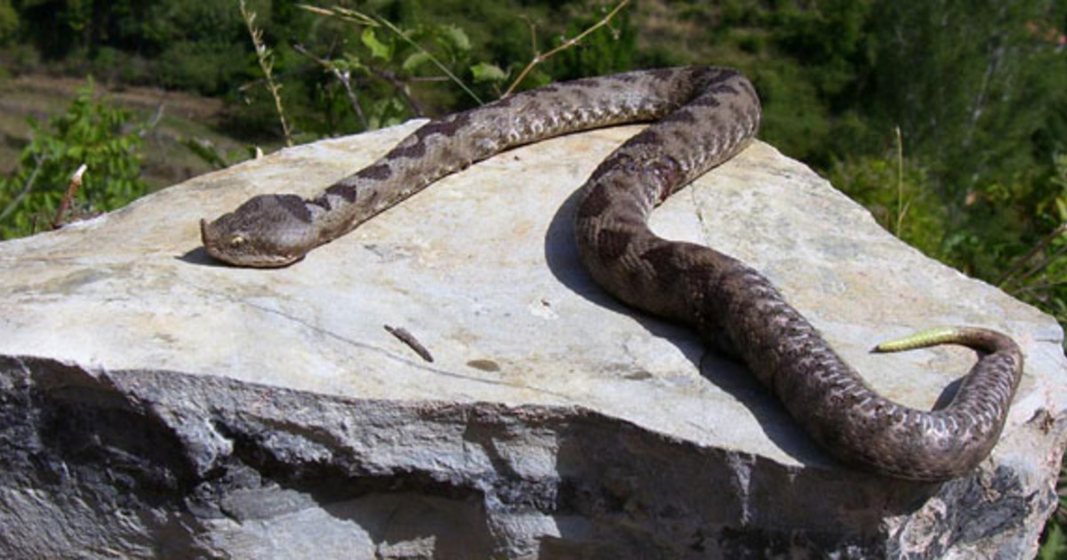 Ποιος θα σας θεραπεύσει από το τσίμπημα ενός φιδιού - Newsbeast