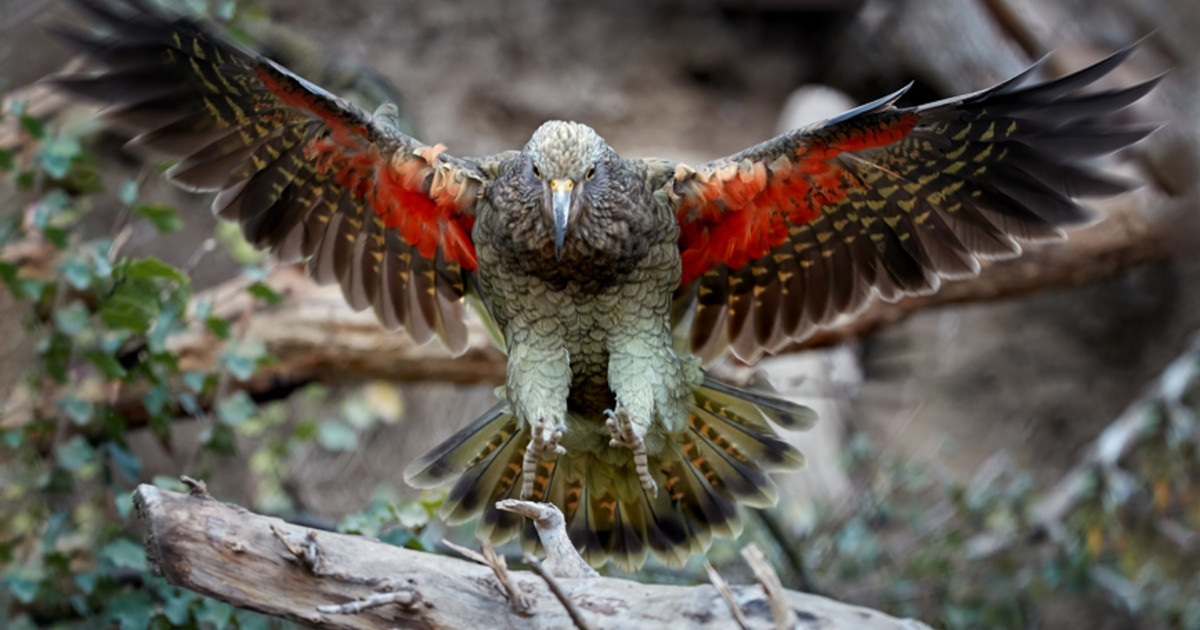 «Ιπτάμενη απειλή» στην Ευρώπη – O «πυρετός των παπαγάλων» έχει σκοτώσει ...