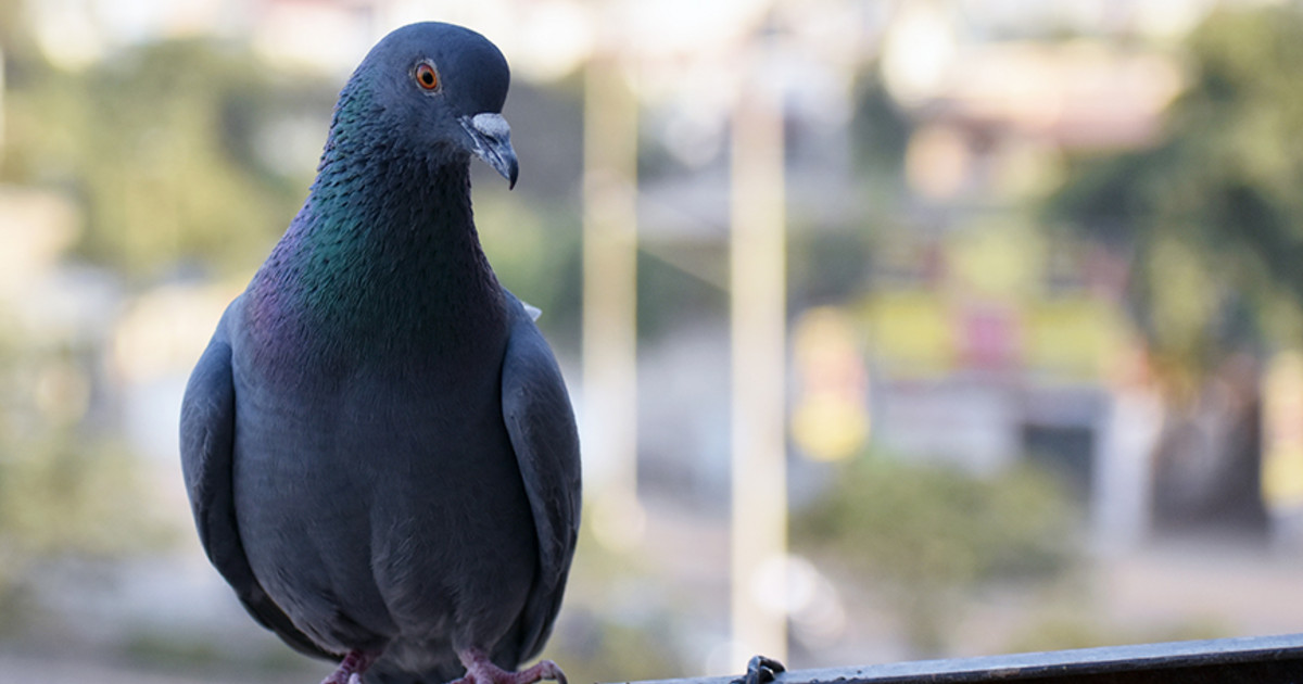 Έβαψαν ροζ περιστέρι για πάρτι αποκάλυψης φύλου μωρού - Newsbeast