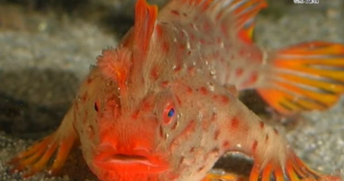 Το ψάρι που περπατάει με τα… χέρια - Newsbeast