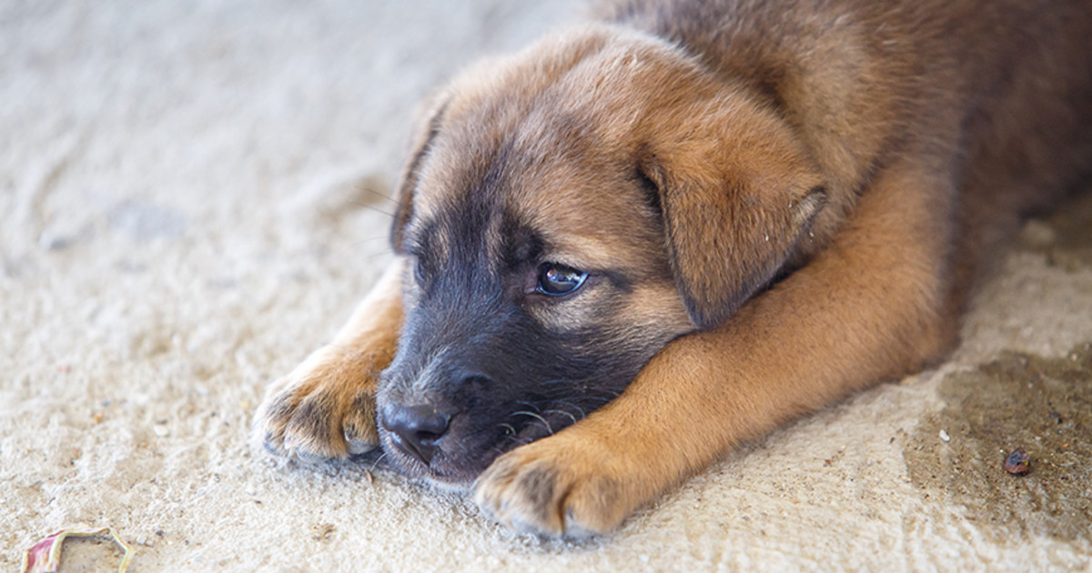 Kennel-hell in Hungary - Dozens of dogs living in "inhumane" conditions ...