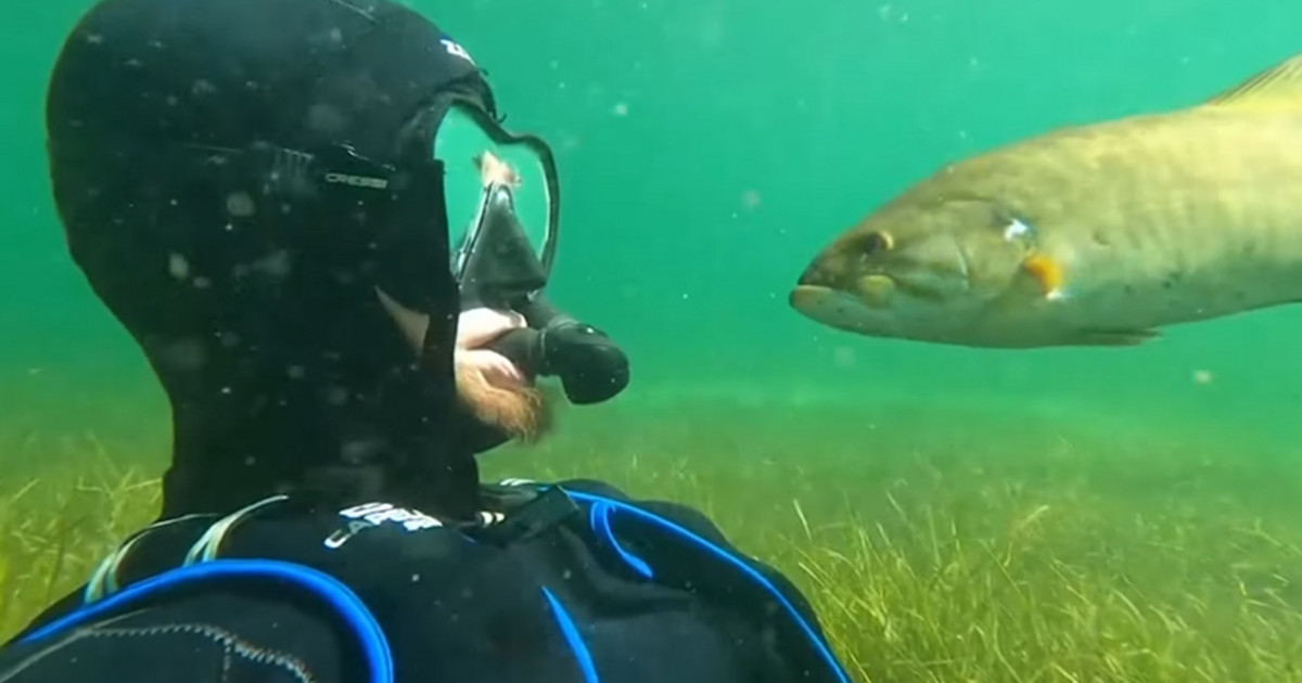 Ο άνθρωπος που έγινε φίλος με ένα ψάρι και το συναντά κάθε χρόνο ...