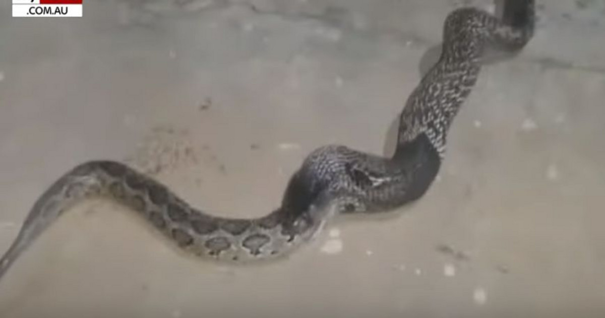 Απίστευτο βίντεο: Κόμπρα «κανίβαλος» καταπίνει ολόκληρο πύθωνα - Newsbeast