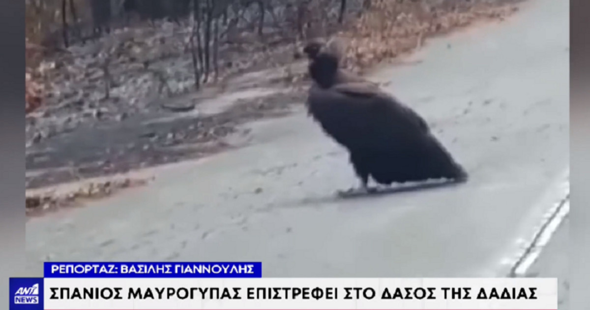 Φωτιά στον Έβρο: Σπάνιος μαυρόγυπας επέστρεψε στο δάσος της Δαδιάς ...