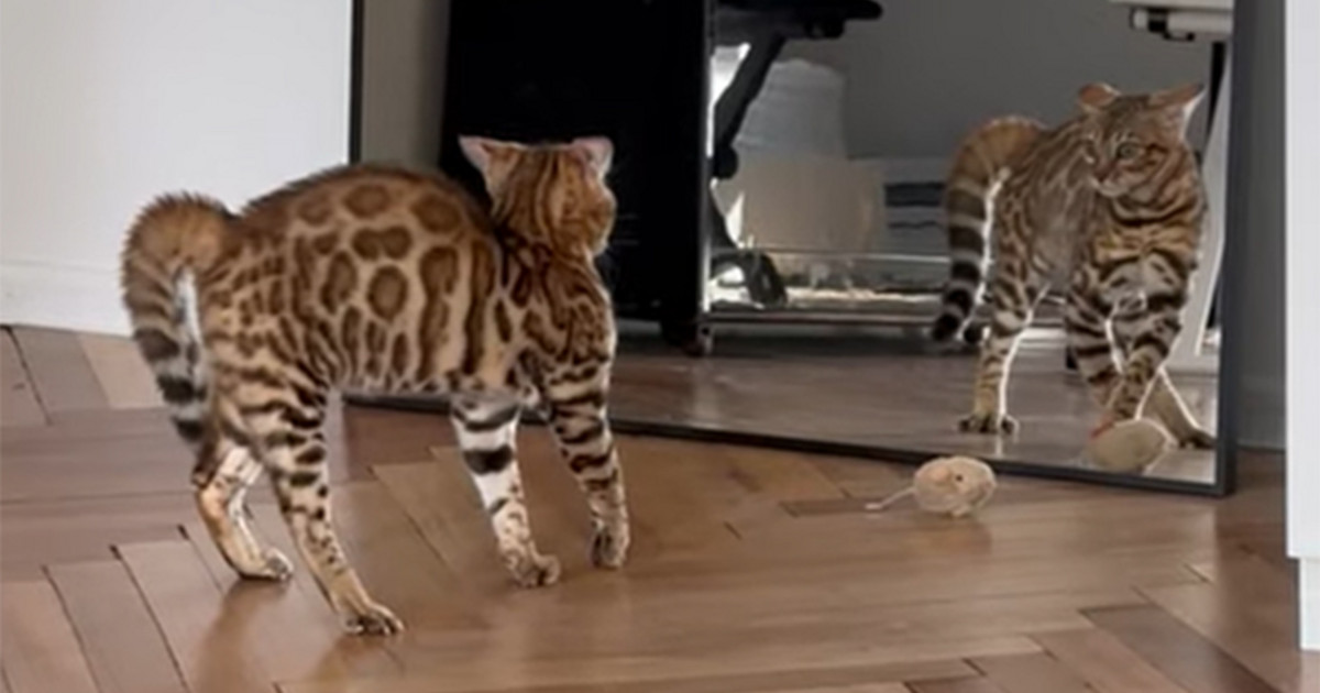 Γάτα βλέπει τον εαυτό της στον καθρέφτη και… κοκκαλώνει - Newsbeast