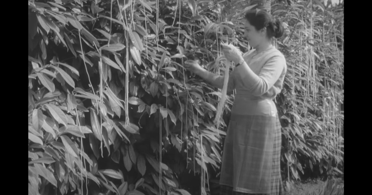 Today, April 1: The BBC makes an unforgettable April Fool's prank about ...