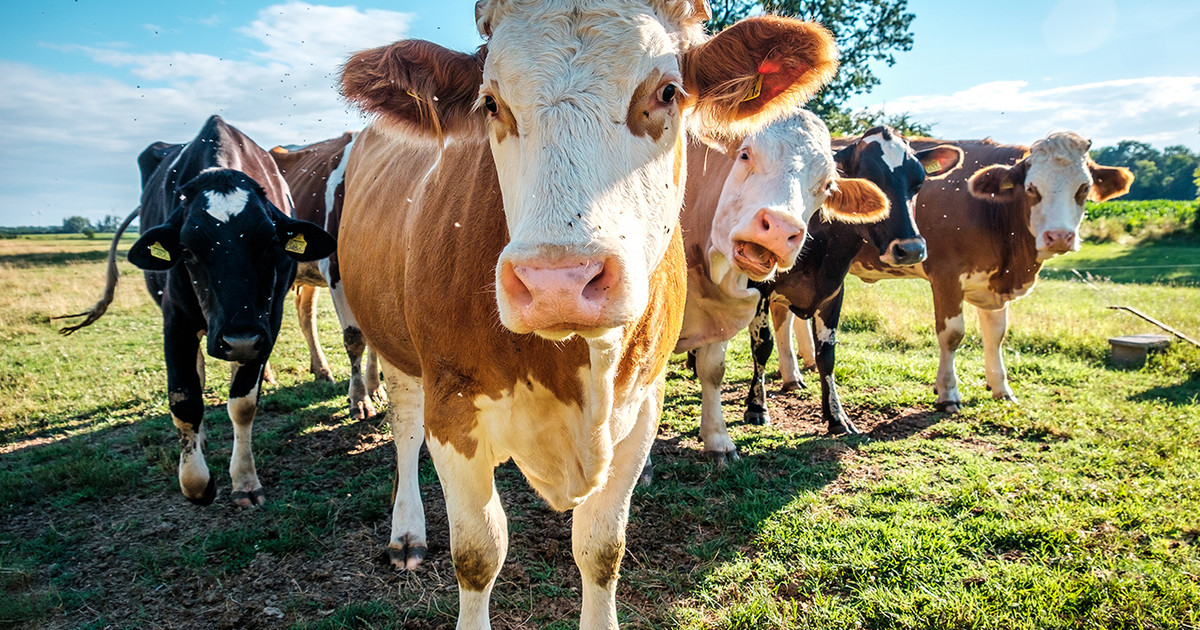 World's first 'fart tax' passed: Denmark taxes cow gas to fight climate ...