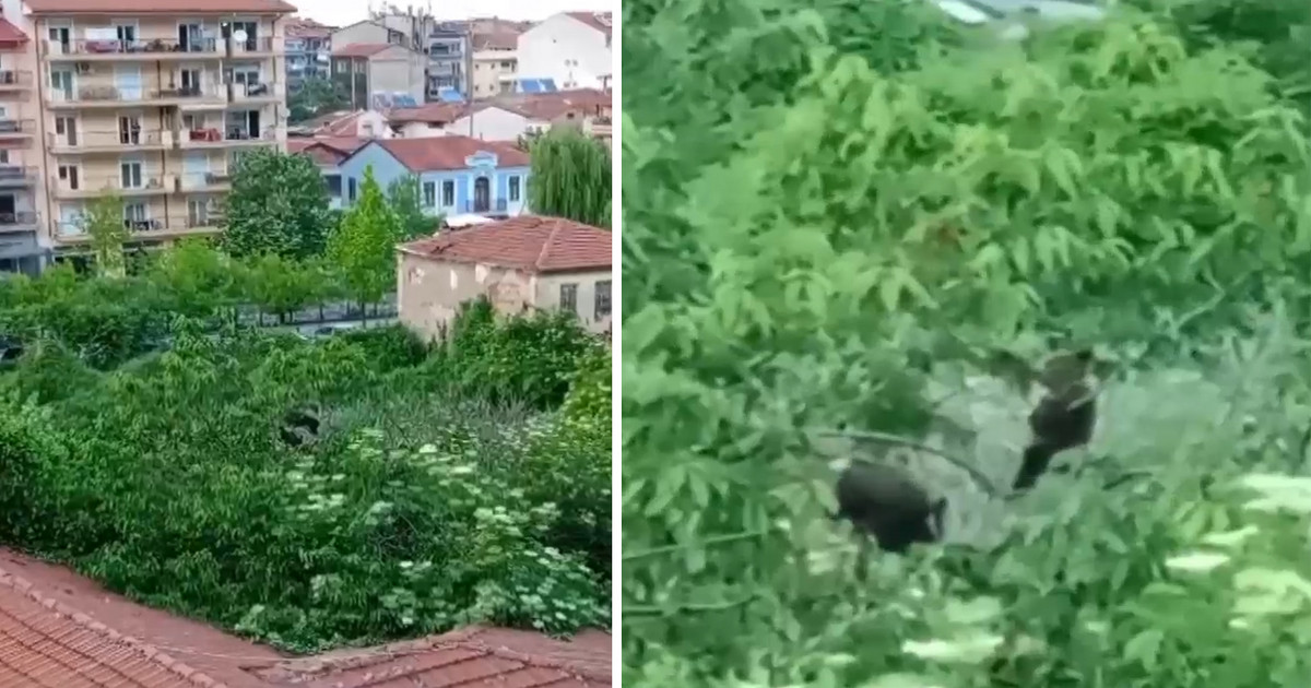Αρκούδα με τα μικρά της βρέθηκαν να τρώνε στο κέντρο της Φλώρινας ...