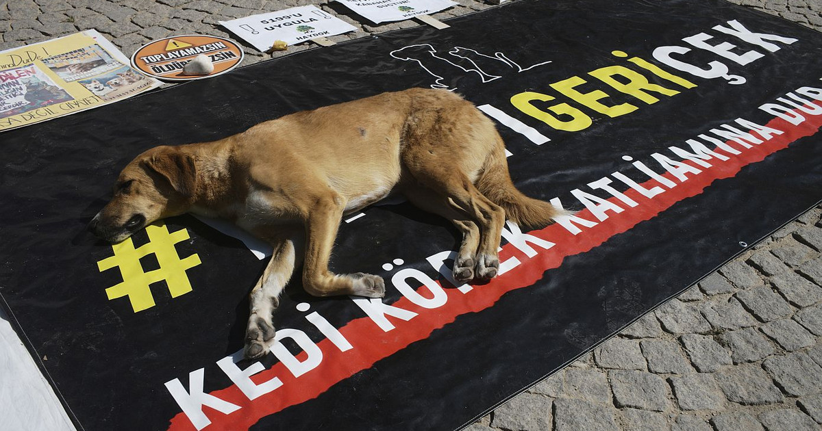 Turkey: Opposition appeals to court to overturn law that paves the way ...