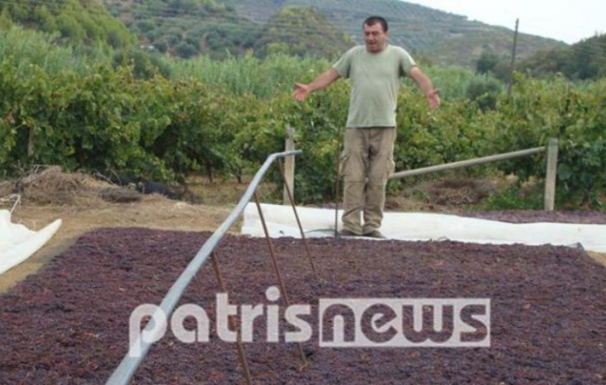 Τεράστιες καταστροφές για τη σταφίδα στην Ηλεία - Newsbeast
