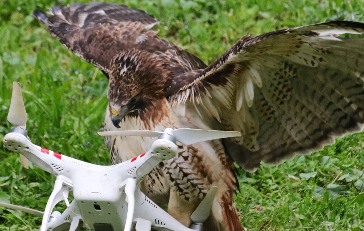 Η Ζήνα είναι το μοναδικό γεράκι στον κόσμο που καταρρίπτει drones - Newsbeast