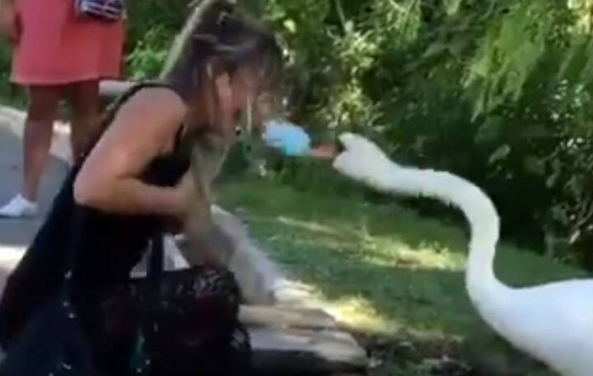 Κύκνος αρπάζει τη μάσκα γυναίκας που τη φορά λάθος και τη βάζει σωστά ...