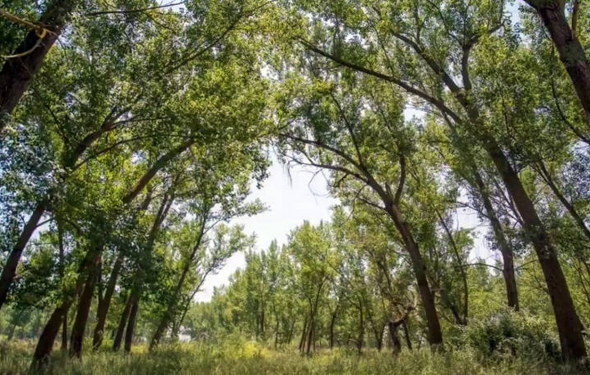 Κοτζά Ορμάν: Μία από τις τελευταίες «ζούγκλες» της Ευρώπης στα νερά του ...