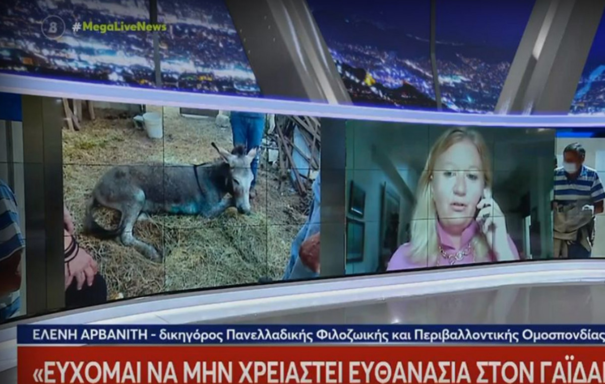 Γαϊδουράκι στη Ζίτσα: Απομακρύνεται από τη φάρμα το ζώο – «Ο γιατρός ...