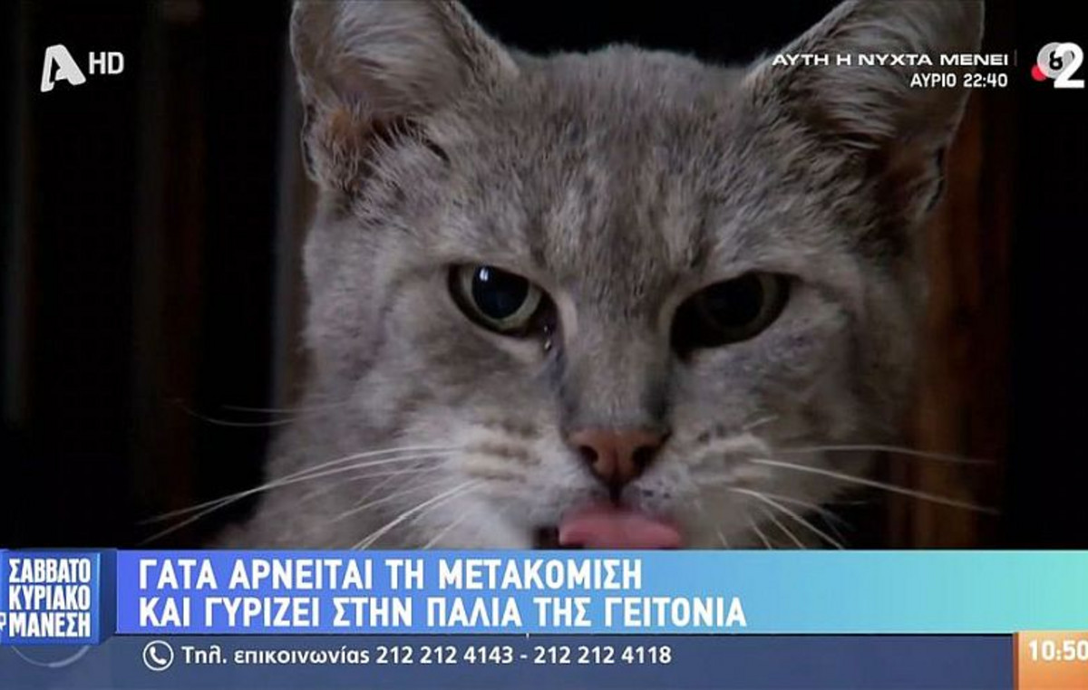 Απίστευτο: Γάτα αρνείται τη μετακόμιση και γυρίζει στην παλιά του ...