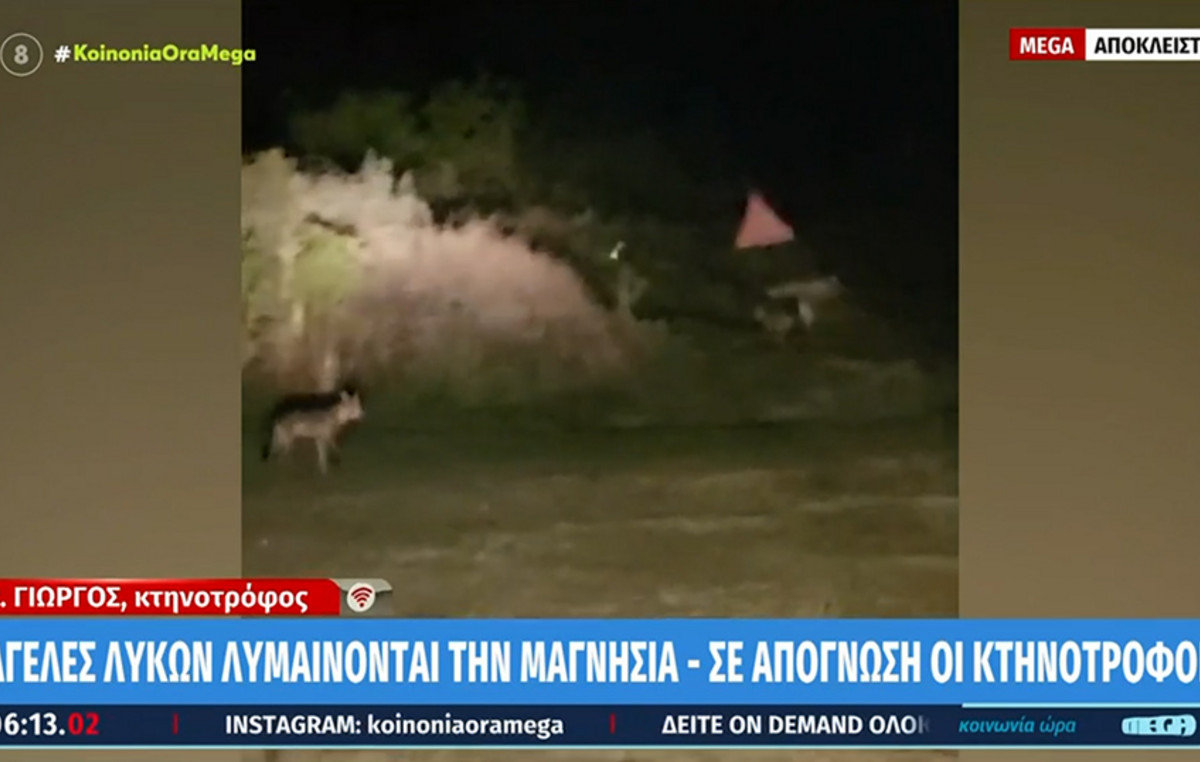 Μαγνησία: Λύκοι κατασπάραξαν 15 πρόβατα σε μισή ώρα – Τρώνε ακόμα και ...