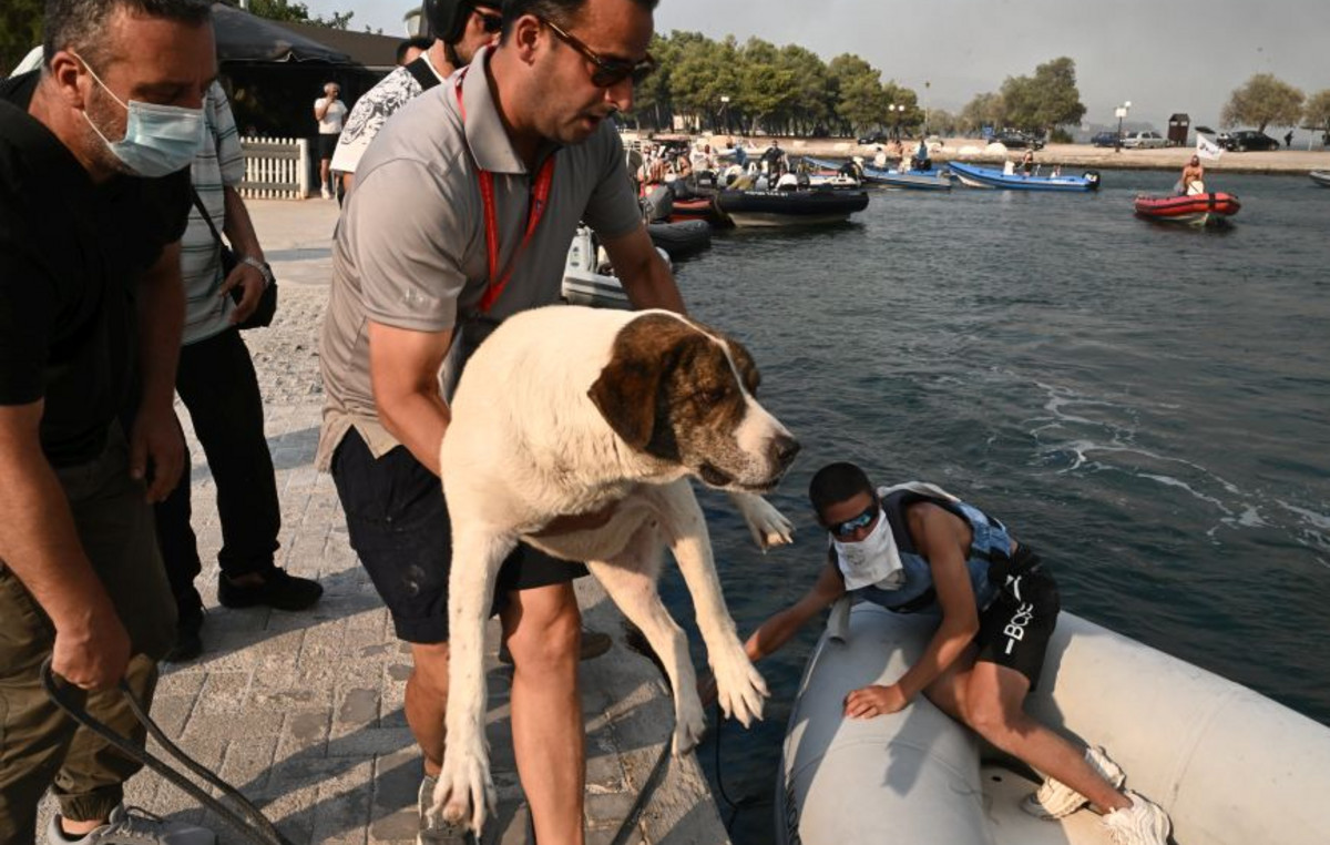Φωτιά στο Βόλο: Με τα ζωάκια τους αγκαλιά μπαίνουν στις βάρκες - Newsbeast