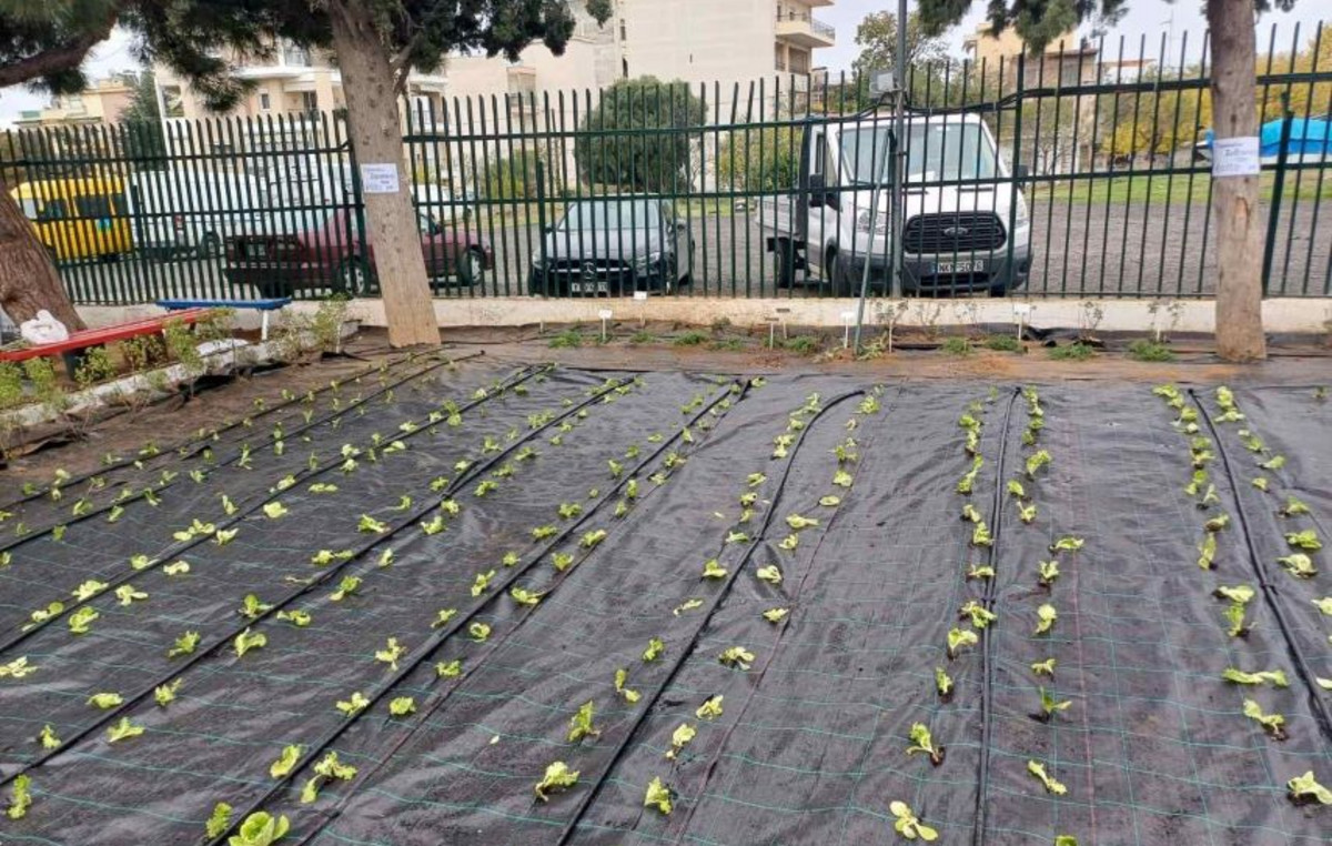 Μαθητές δημοτικού καλλιεργούν λαχανικά και αρωματικά φυτά σε λαχανόκηπο ...