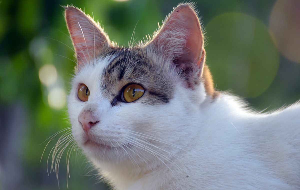 Public Prosecutor's Office in Italy against a doctor who rescued his ...