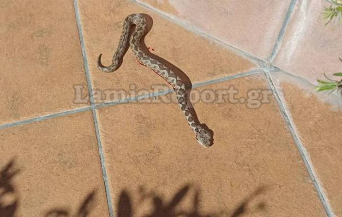 Οχιά έκοβε βόλτες σε… αυλή σπιτιού στη Λαμία - Newsbeast