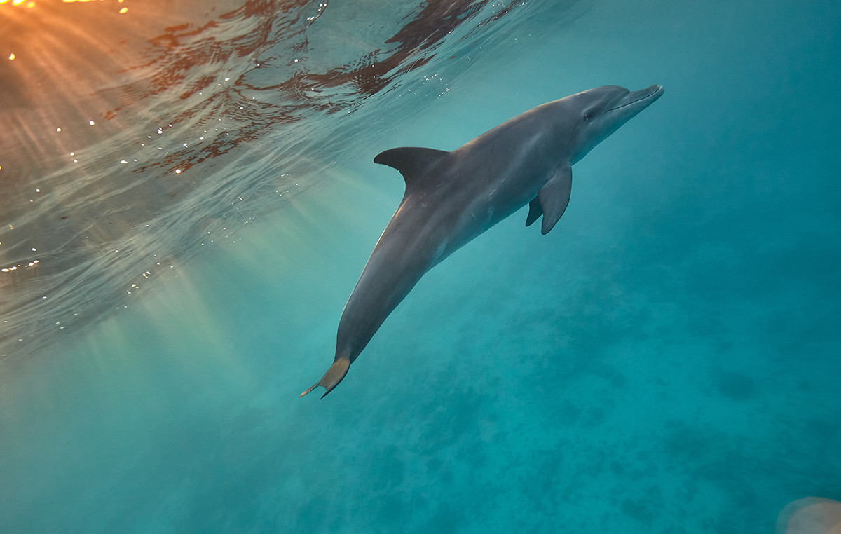 Μακάβριο θέαμα στο Ρέθυμνο: Νεκρό δελφίνι κομμένο στα δύο ξεβράστηκε σε ...