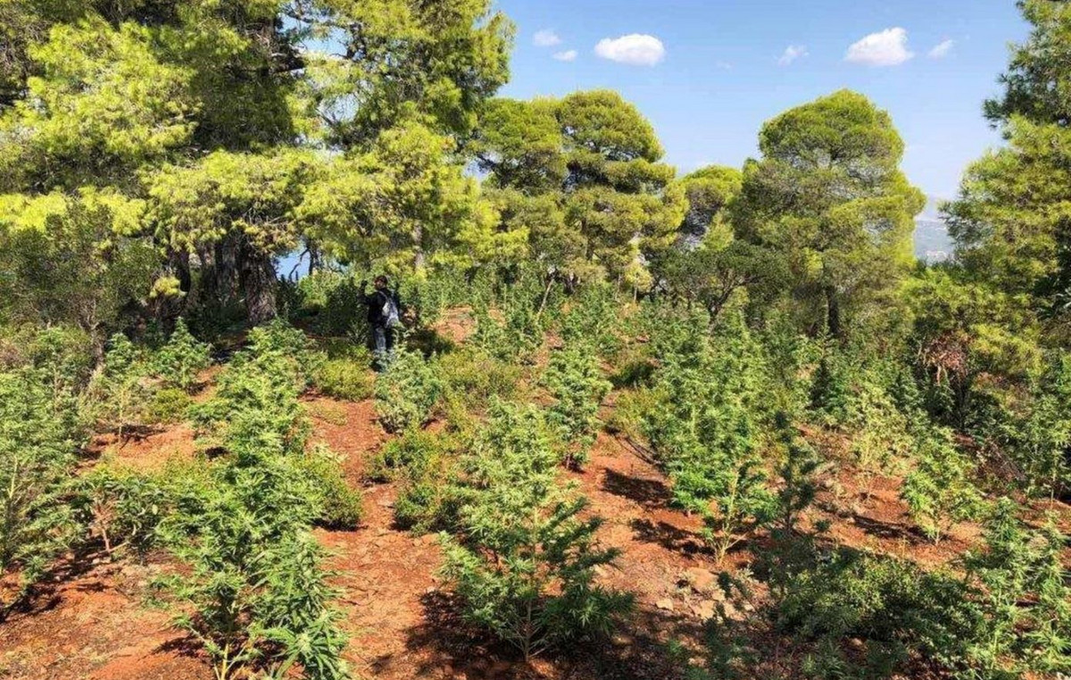 Αλμυρός Βόλου: Εποχικός πυροσβέστης «εγκέφαλος» κυκλώματος με 2 τόνους ...