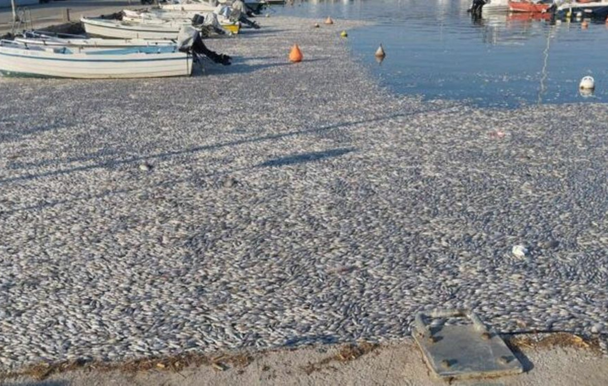 Προκαταρκτική έρευνα για τα νεκρά ψάρια στον Παγασητικό διέταξε η ...