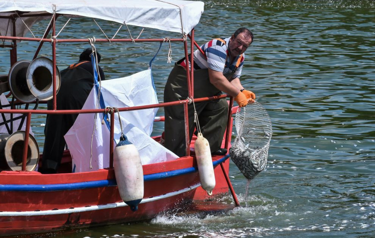 Πάνω από 160 τόνοι νεκρών ψαριών απομακρύνθηκαν μέχρι χθες απο την ...