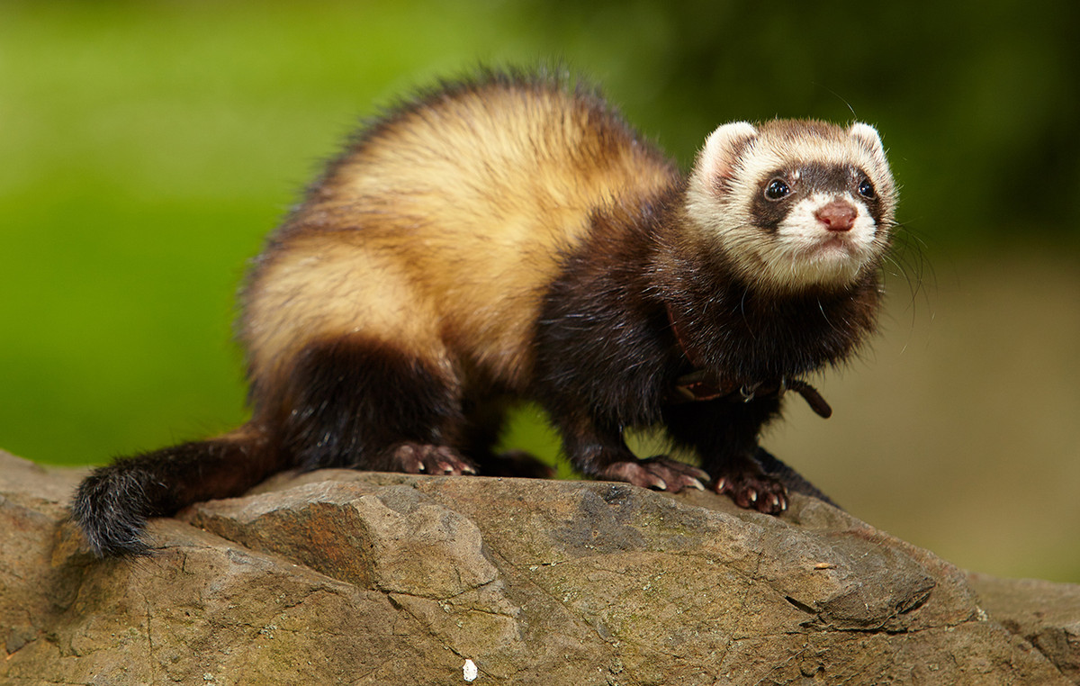 Ιστορικό επίτευγμα: Το πρώτο κλωνοποιημένο κουνάβι γέννησε δύο υγιή ...