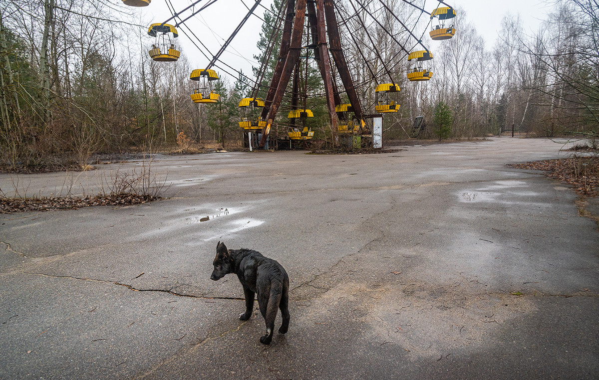 Σκυλιά που μεγάλωσαν κοντά στο Τσερνόμπιλ ανέπτυξαν υπερδυνάμεις ...