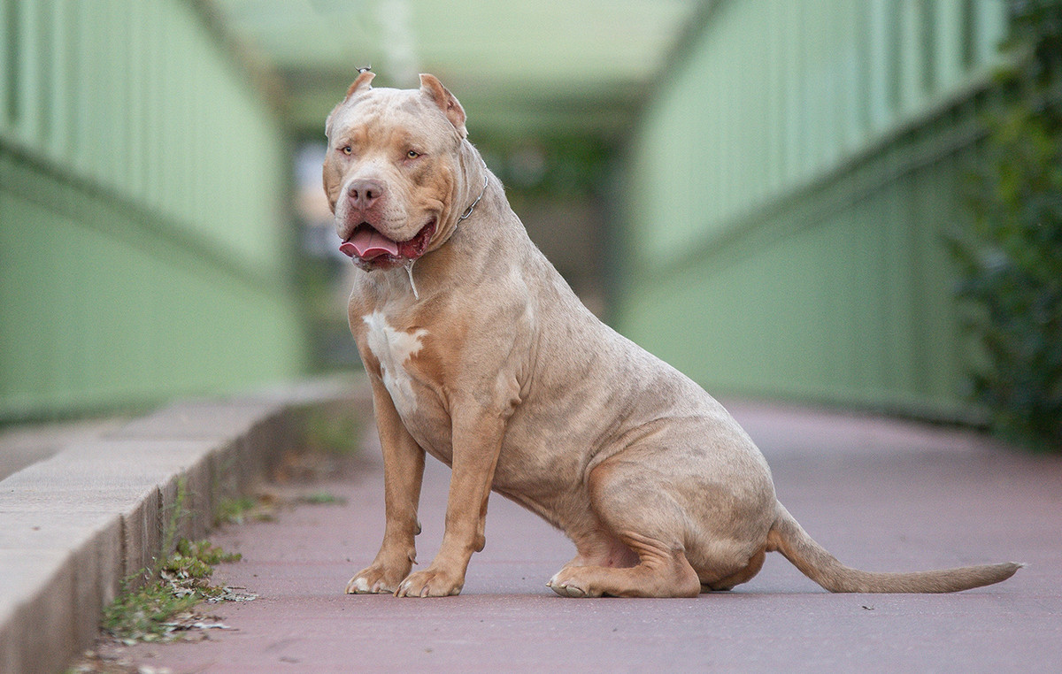 Γιατί η απαγόρευση των σκύλων XL Bully δεν έχει σταματήσει το λουτρό ...
