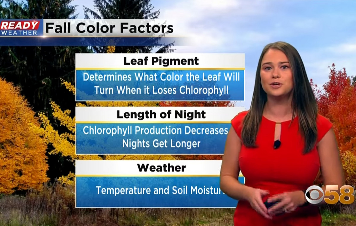 Meteorologist fired for criticizing Elon Musk's Nazi salute on ...