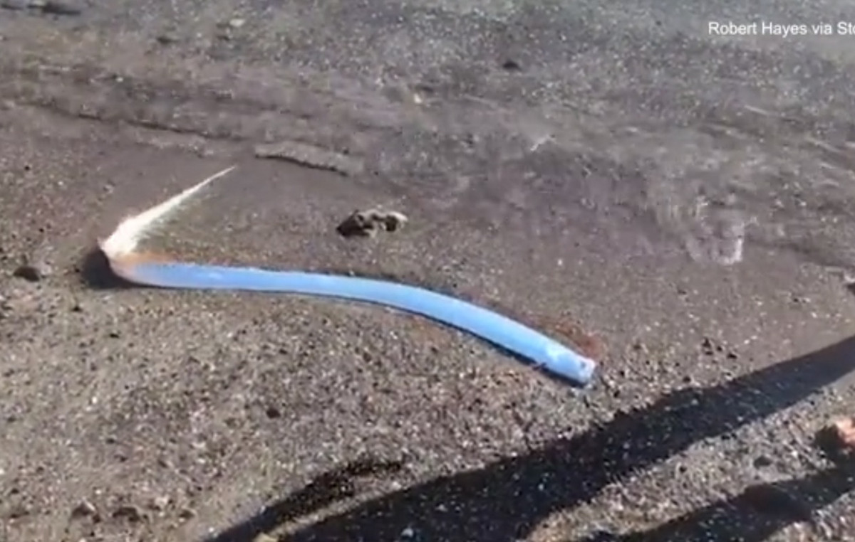 Bad omen from the depths of the ocean - rare fish washed on the coast ...