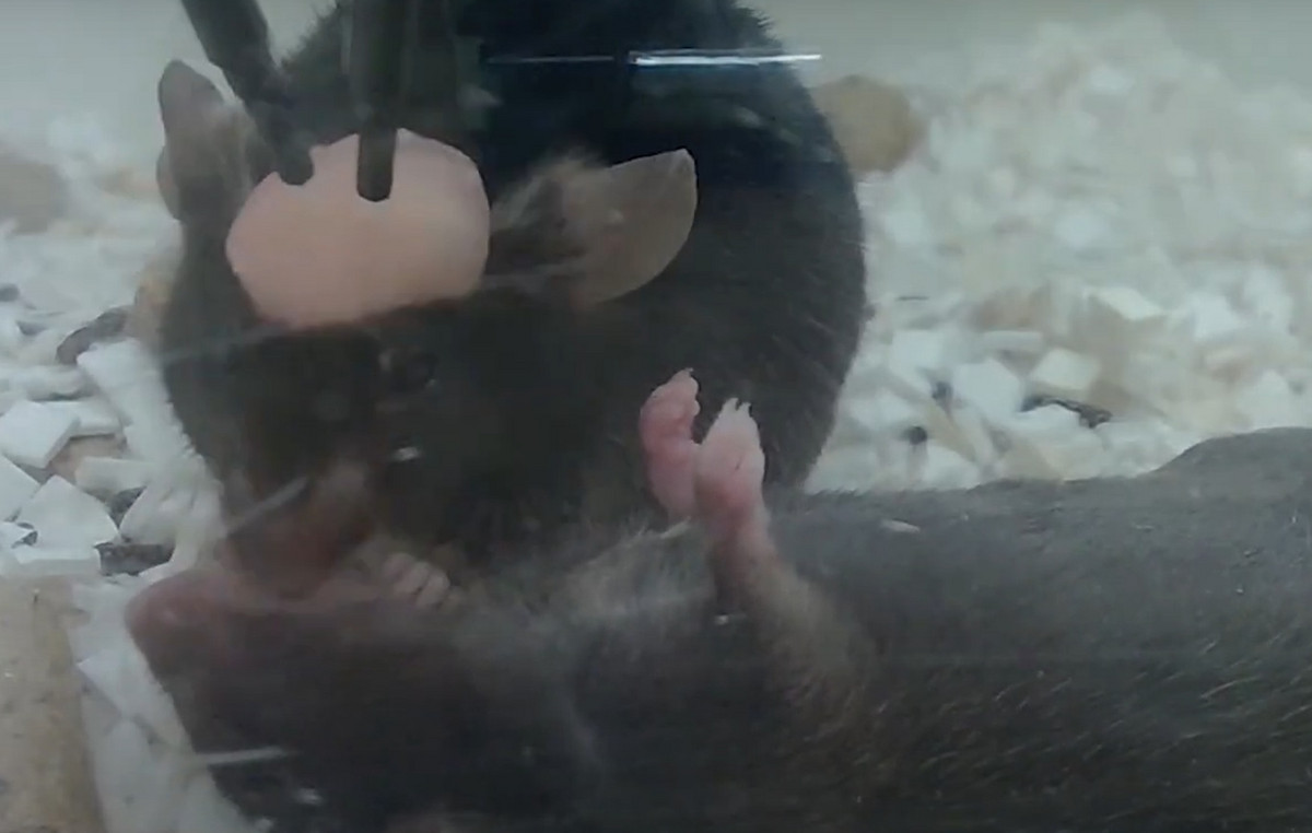Mouse saves another mouse - see the moment a rodent provides "first aid ...