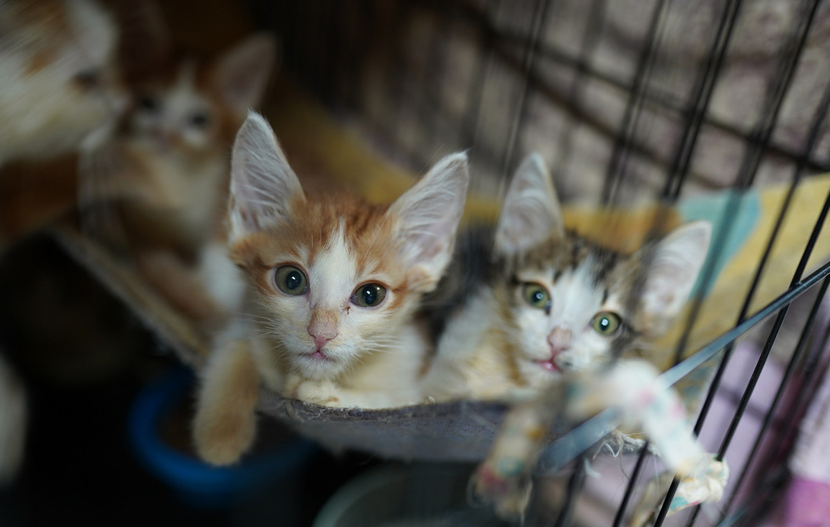 Ουγγαρία: Ποινή φυλάκισης σε 60χρονη που κρατούσε στο σπίτι της ...