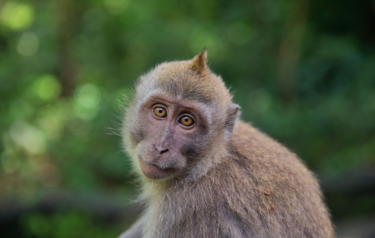 Trump also imposed duties on macaques - 40% more expensive monkeys now ...