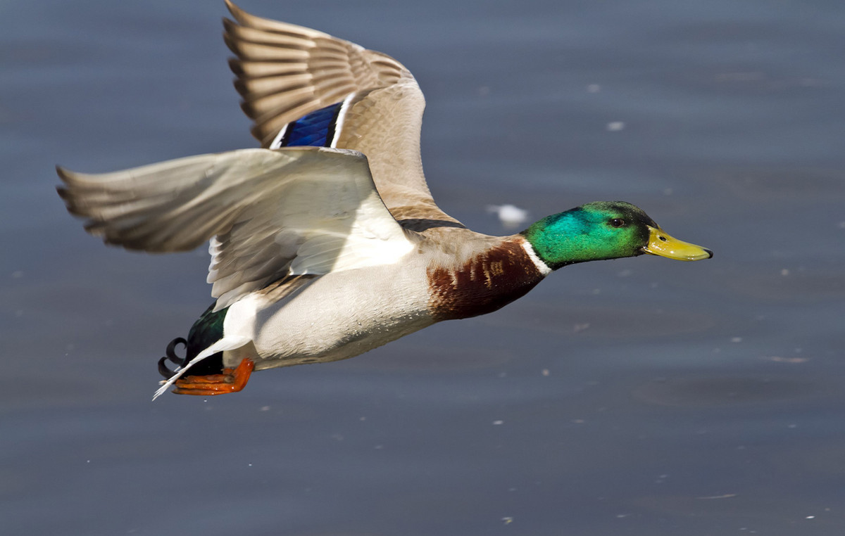 Switzerland: Traffic radar "caught" wild ducks flying at excessive ...