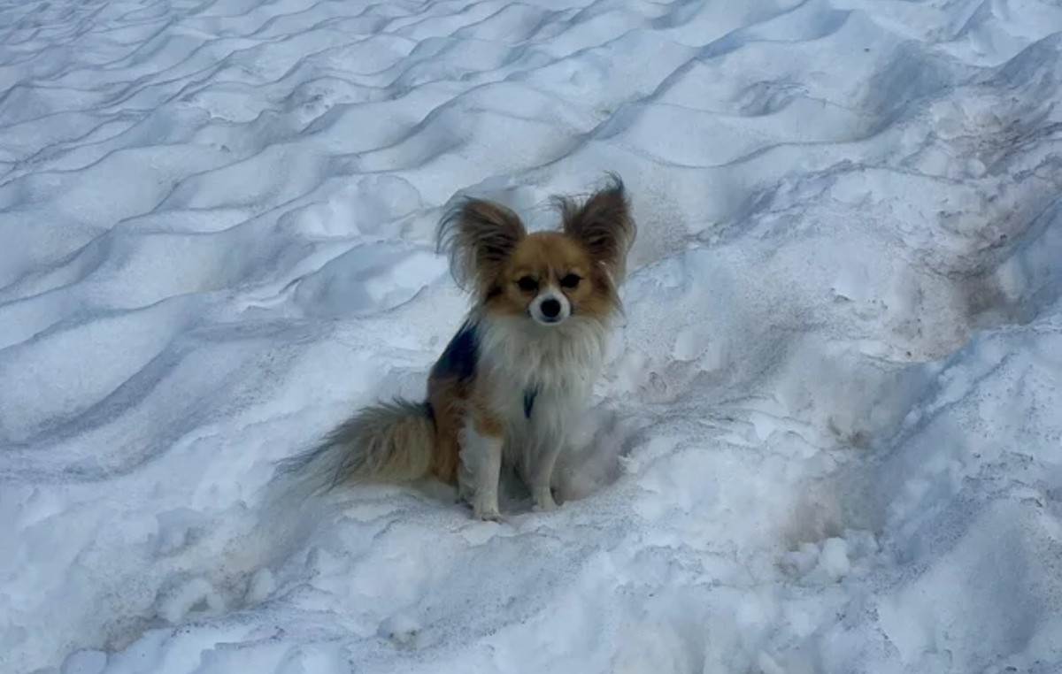 A little chihuahua saved his boss in Switzerland - he had fallen into a ...